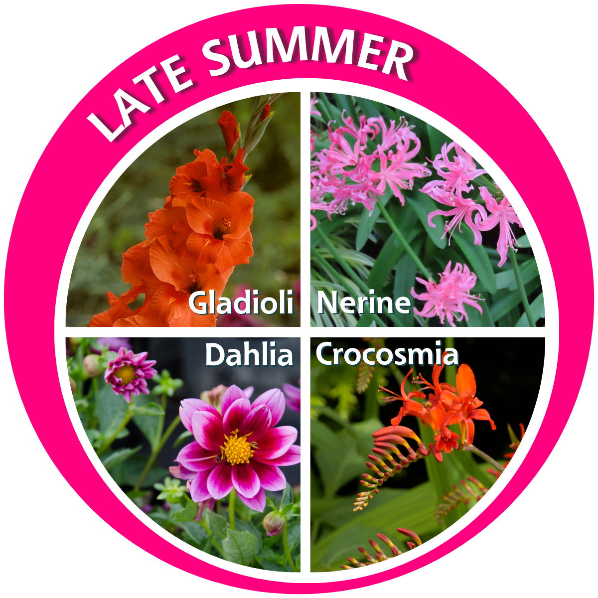 Summer Flowering Bulbs NOW IN! | Gordale Garden & Home Centre
